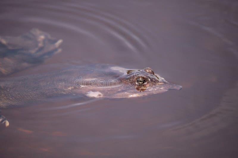 Florida Softshell Turtle Apalone Ferox Stock Image - Image of wetland ...
