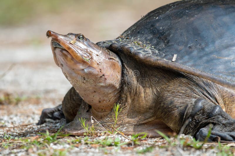 Florida Softshell Turtle Close Up Stock Photo - Image of pointy, ferox ...