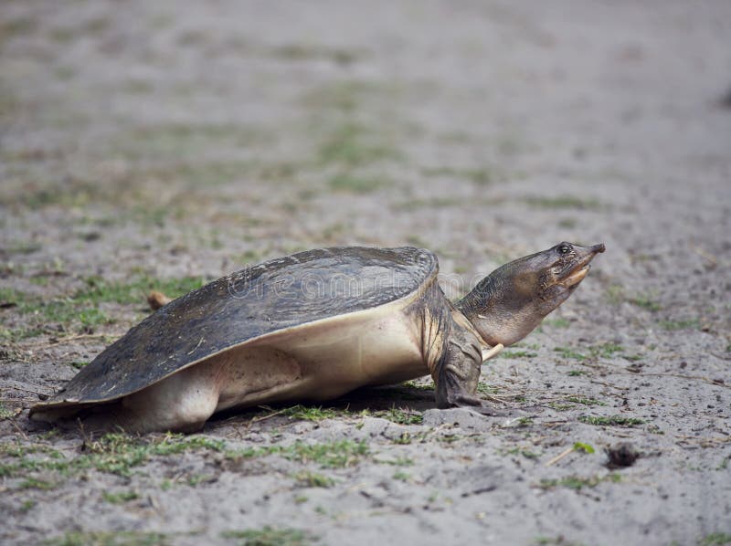 Florida Softshell Turtle Digging a Hole To Lay Its Eggs Stock Photo ...