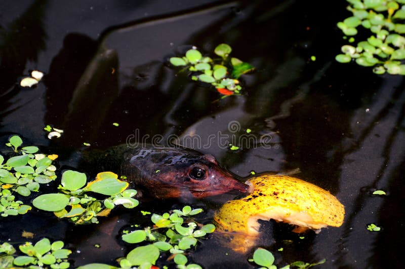 Florida softshell turtle stock image. Image of closeups - 63580779