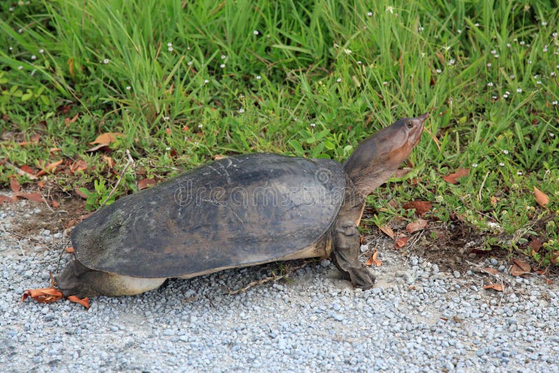 Spiny Softshell Turtle Crossing a Road Stock Photo - Image of spiny ...