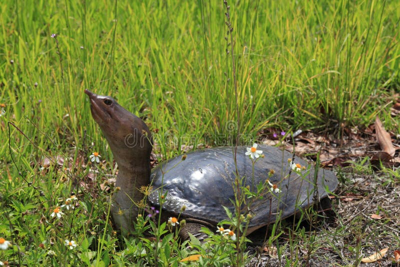 Florida softshell turtle stock image. Image of spotted - 15863857
