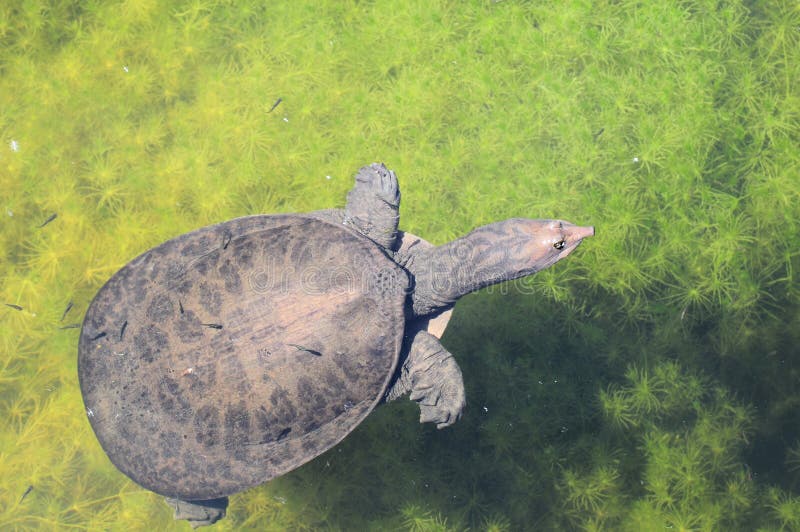 Softshell turtle in water stock image. Image of portraits - 29782813