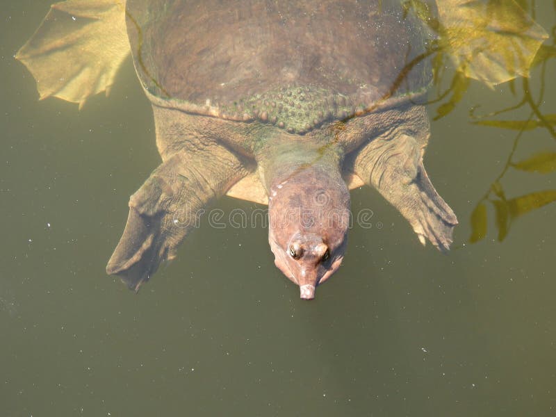 Florida Softshell Turtle (Apalone Ferox) - Swimming in a Lake Stock ...