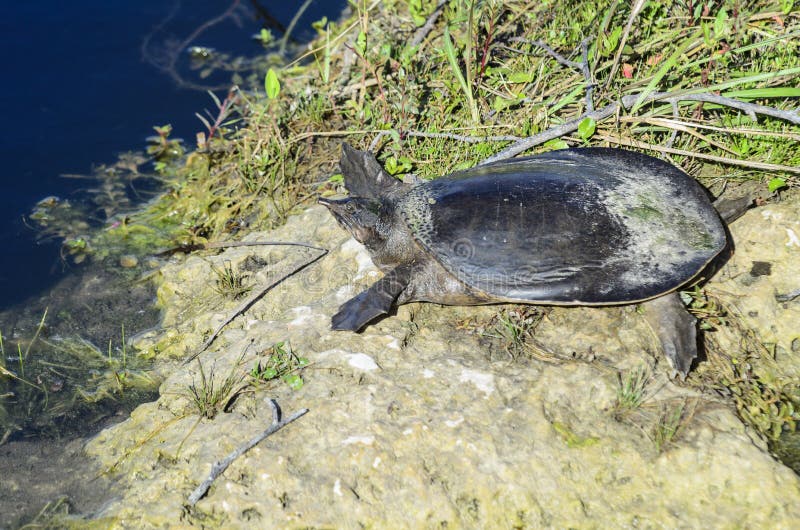 Florida Softshell Turtle at Water`s Edge Stock Image - Image of apalone ...