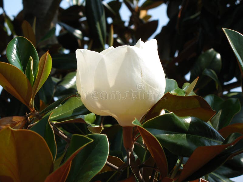 Florida Southern Magnolia Flower Stock Image - Image of southern, white ...