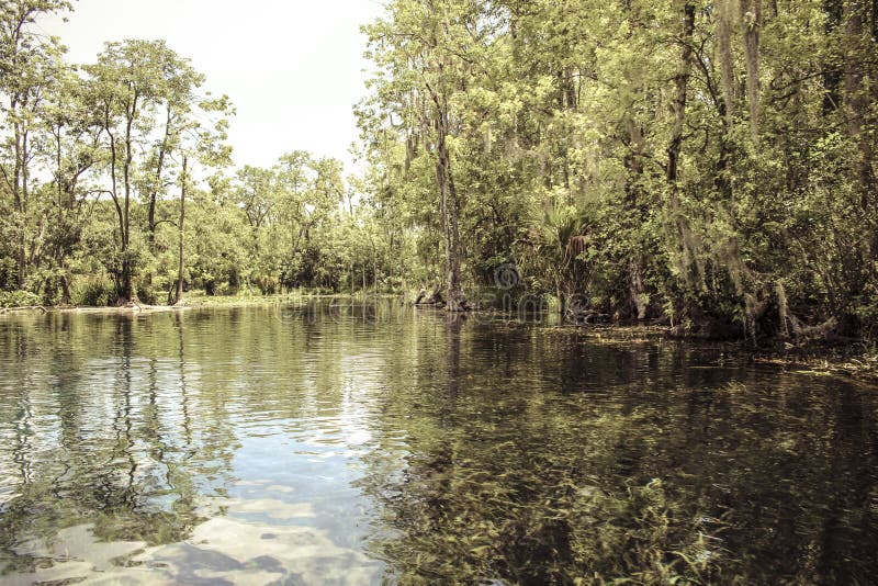 Florida Spring-fed River Panorama Stock Image - Image of central ...