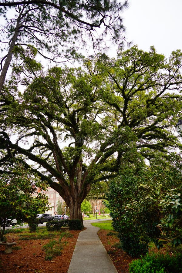 329 State College Campus Big Tree Stock Photos - Free & Royalty-Free ...