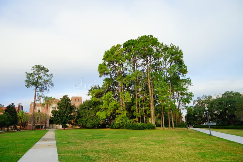 Florida State University Landscape Stock Photo - Image of facade, noles ...