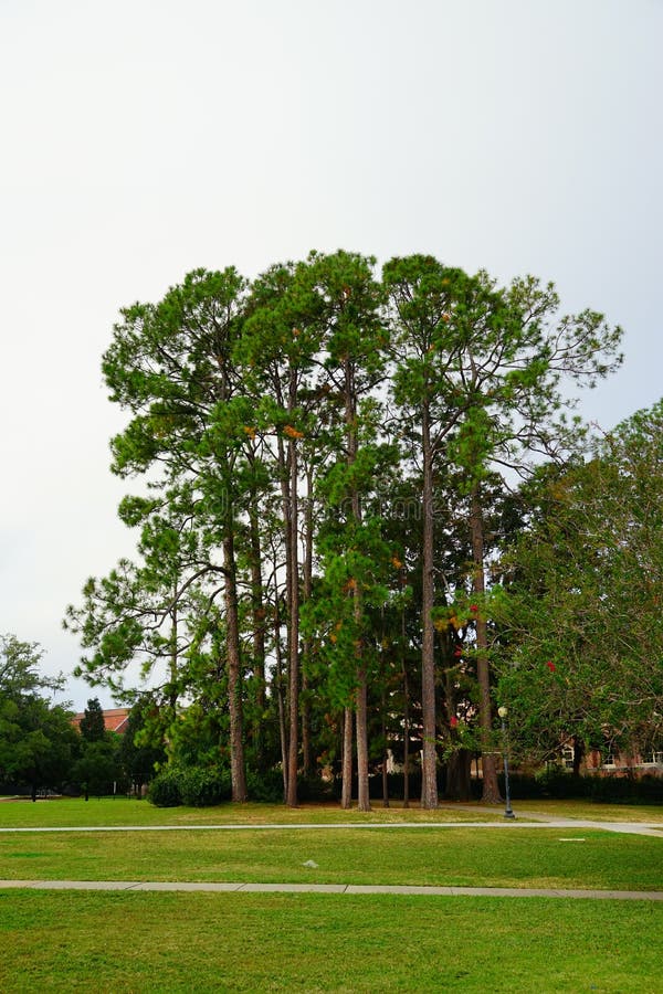 Florida State University Landscape Stock Image - Image of school ...