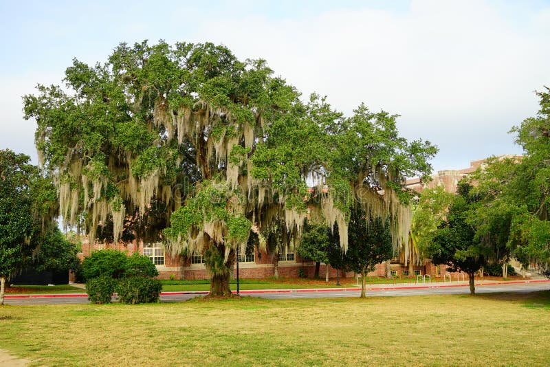 Florida State University Tree Stock Image - Image of beauty, historic ...