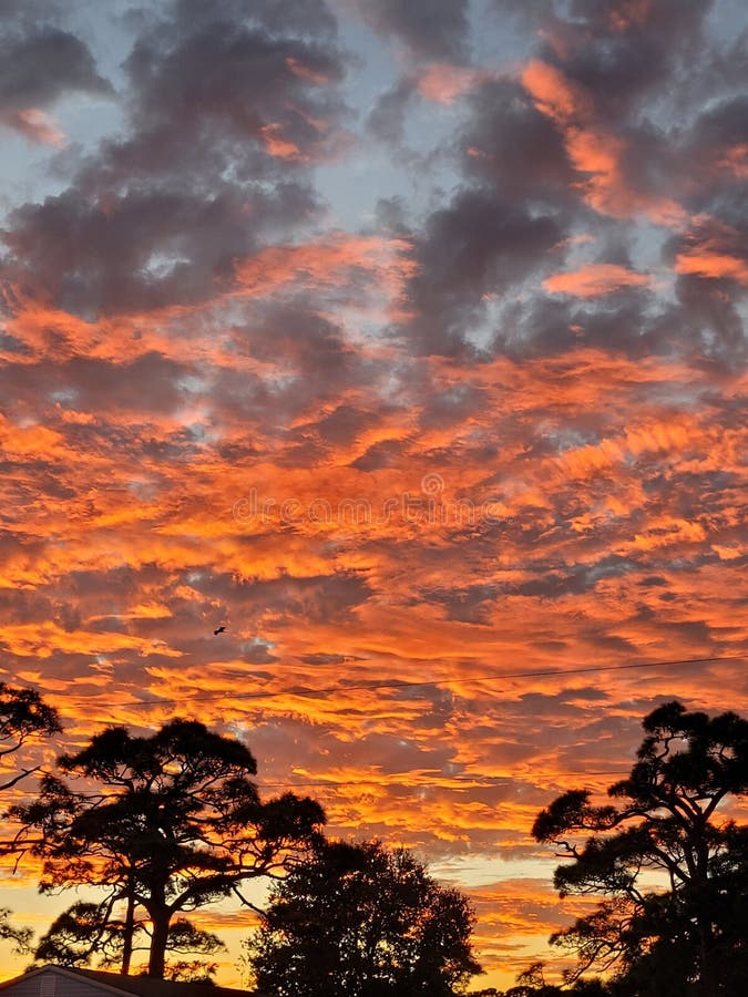 Florida Sunset Longleaf Pines Stock Photo - Image of pines, clouds ...