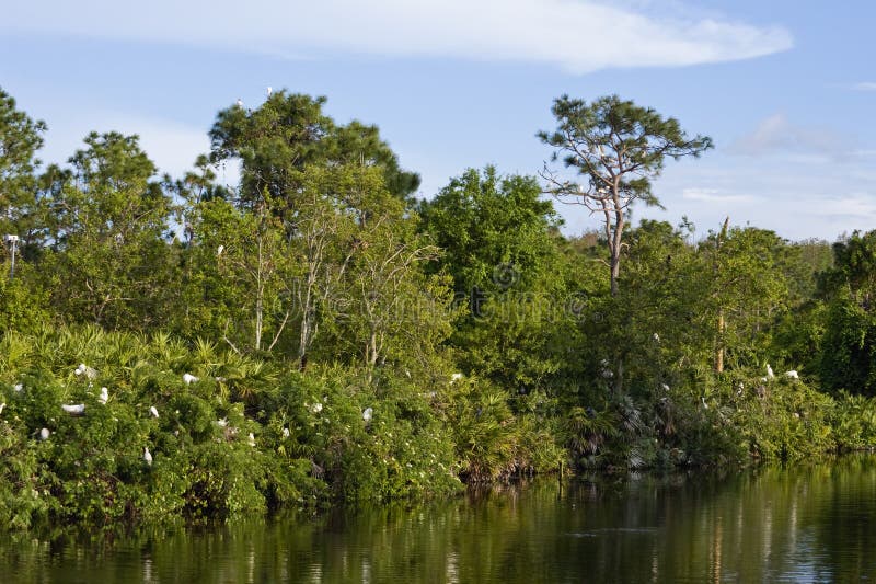 Florida Swamp stock photo. Image of southeast, green - 14689986