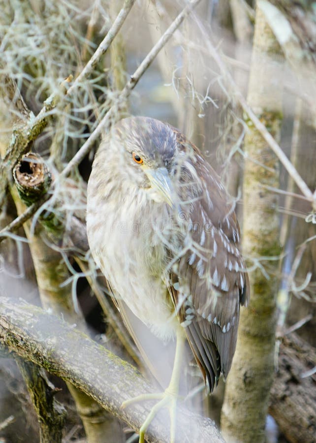 Florida swamp bird stock photo. Image of bird, boat - 169035246