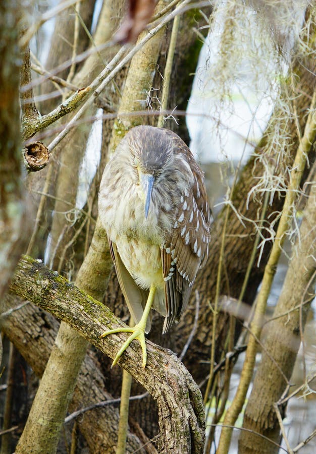 Florida swamp bird stock image. Image of hunt, island - 169035301