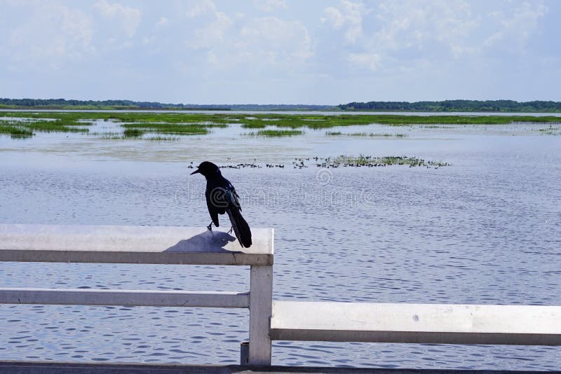 Florida Swamp, Duck and Crow Stock Image - Image of lake, park: 54051217