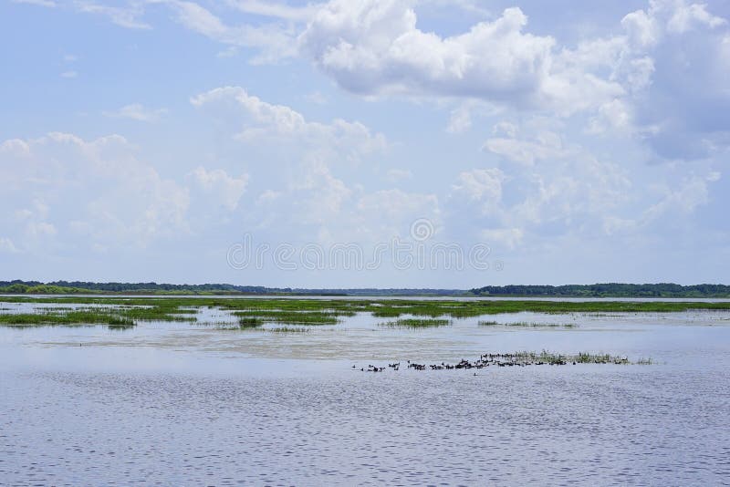 Florida swamp and duck stock image. Image of cypress - 53012023