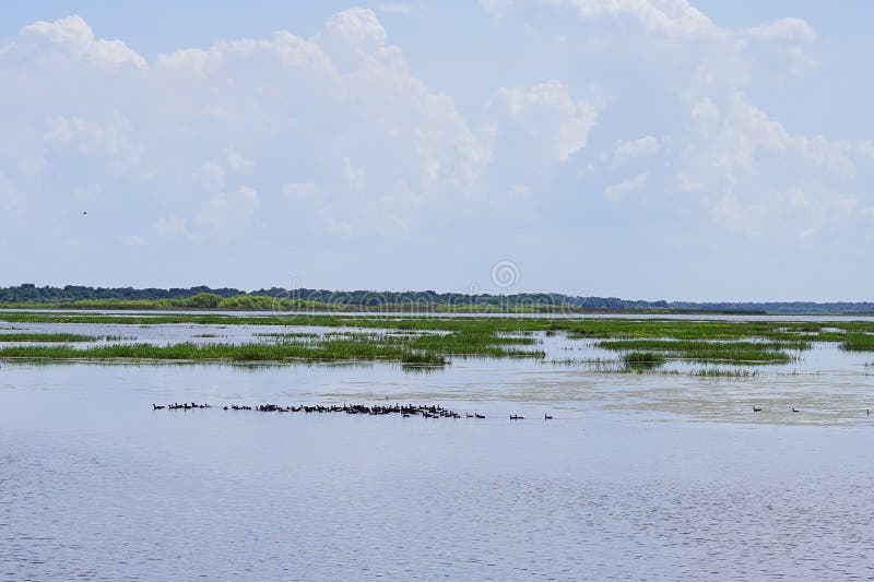 Florida swamp and duck stock image. Image of national - 53639325