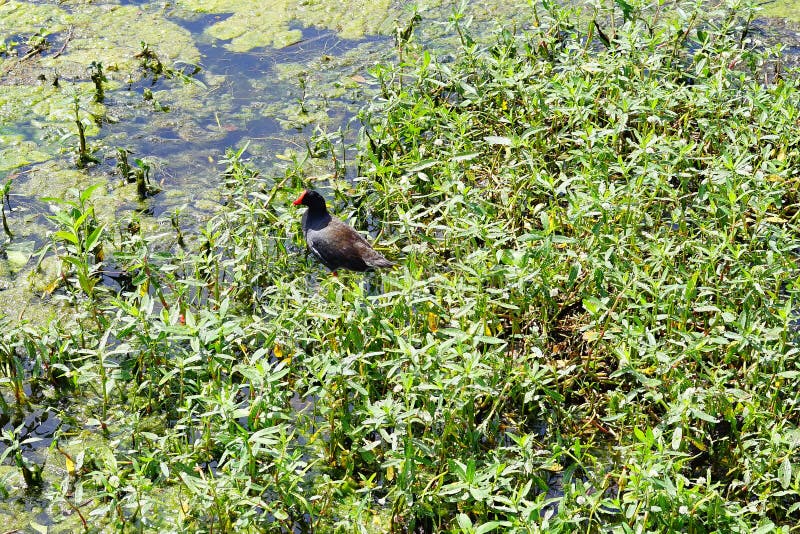 Florida swamp and duck stock image. Image of orlando - 53004067