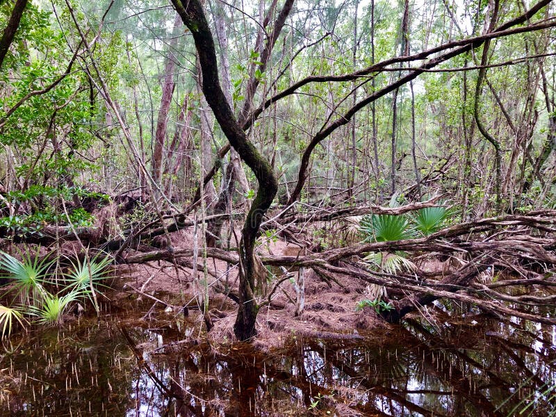 779 Miami Swamp Photos - Free & Royalty-Free Stock Photos from Dreamstime
