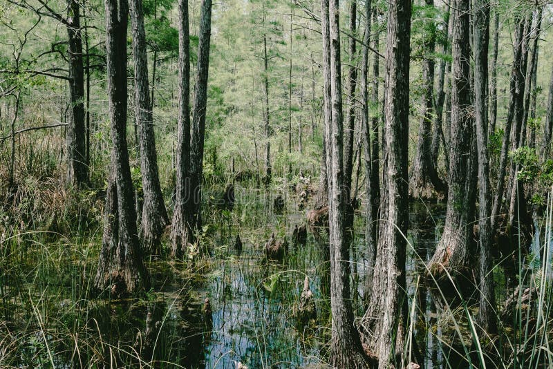 Florida swamp stock image. Image of florida, forest, waters - 92658833