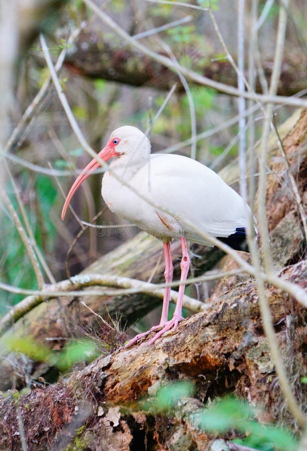 Florida swamp bird stock photo. Image of beautiful, cruise - 169039088