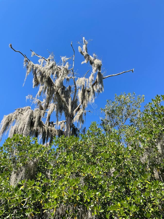 Cypress Tree and Moss in Swamp Stock Image - Image of ferns, grove ...
