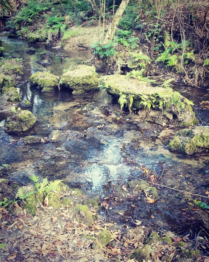 Florida swamp wetlands stock image. Image of swamp, wetlands - 130644559