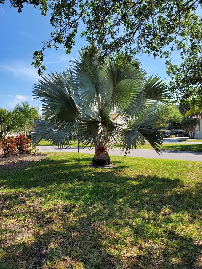A Florida Tree that I Liked Stock Photo - Image of tree, florida: 274759004