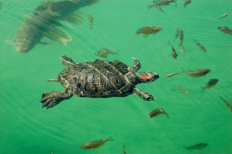 Florida Turtle Swimming in a Pond Stock Photo - Image of turtle, water ...