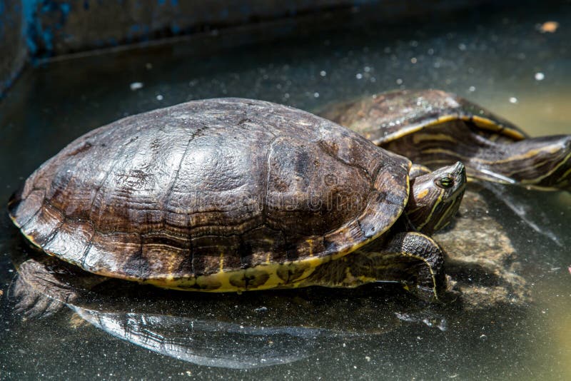 Florida Turtles on the Water Stock Image - Image of wildlife, aquarium ...