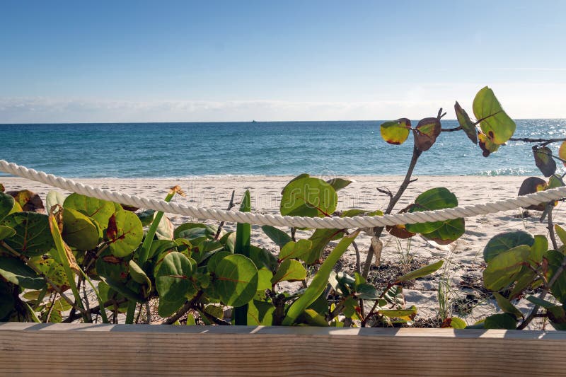 Florida Vegetation in Front of the Ocean View Sunny Day Stock Photo ...