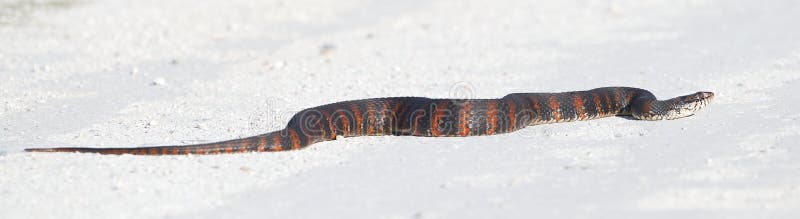 Florida Water Snake with Nice Orange Pattern Slithering Stock Photo ...