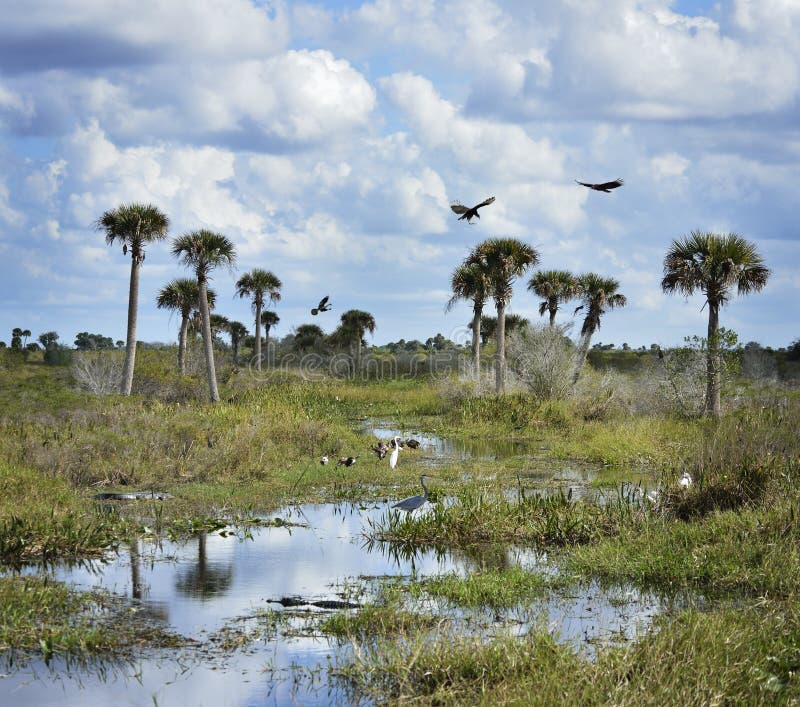 Florida Wetlands Scenic View Stock Image - Image of grass, birds: 36371283
