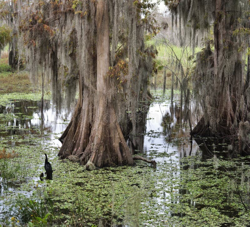 Florida Wetlands stock photo. Image of grass, green, tropical - 36484052