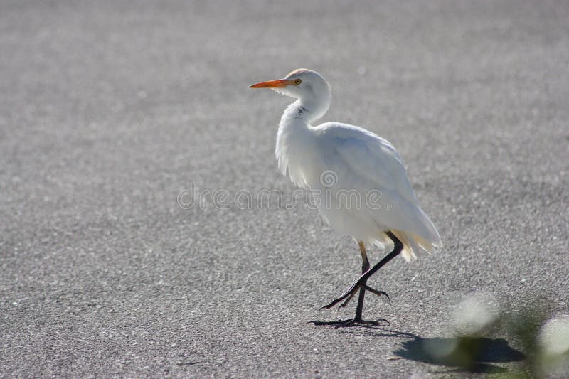 Florida White Egret Bird stock image. Image of bird, dark - 11831817