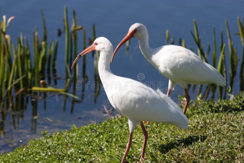 Florida White Ibis Birds stock image. Image of florida - 11831831