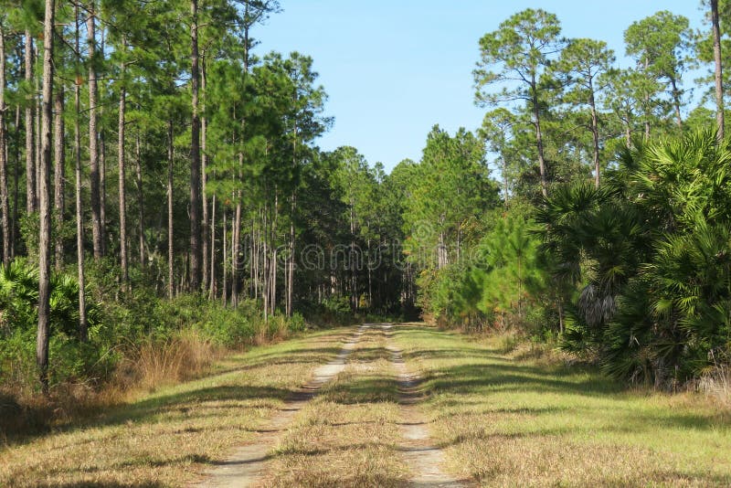 Florida wild forest stock image. Image of branches, creek - 188107777