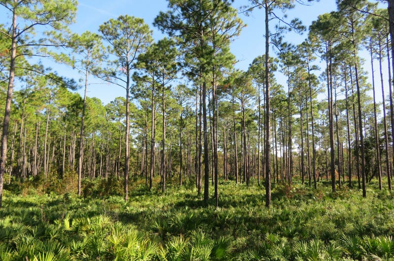 HDR Florida forest 3 stock photo. Image of coniferous - 182964356