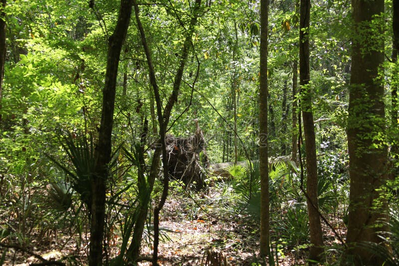 Florida wild forest stock image. Image of growth, creek - 124954803