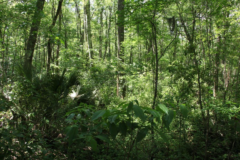 Florida wild forest stock photo. Image of creek, palm - 124954874