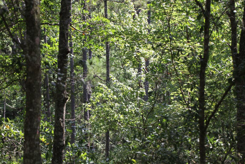 Florida wild forest stock photo. Image of limbs, botany - 124955032