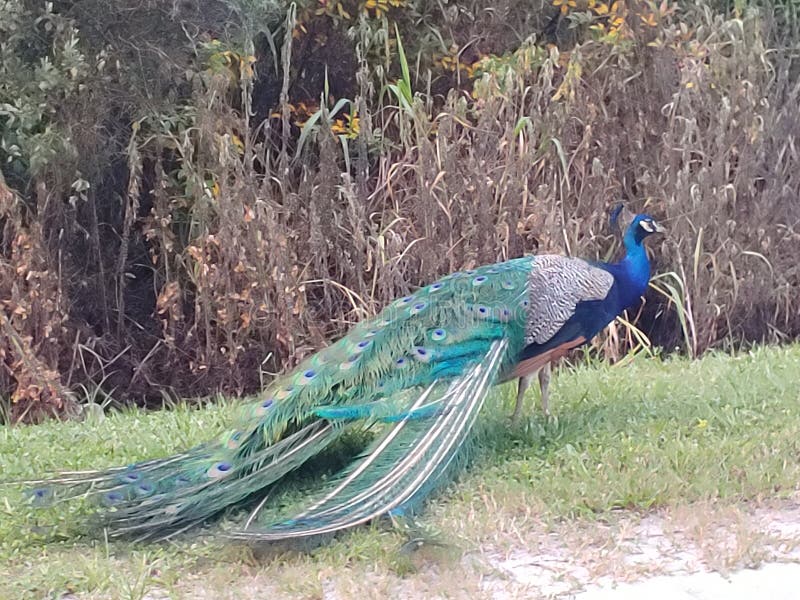 Florida Wild Peacock stock image. Image of wildpeacock - 188696417