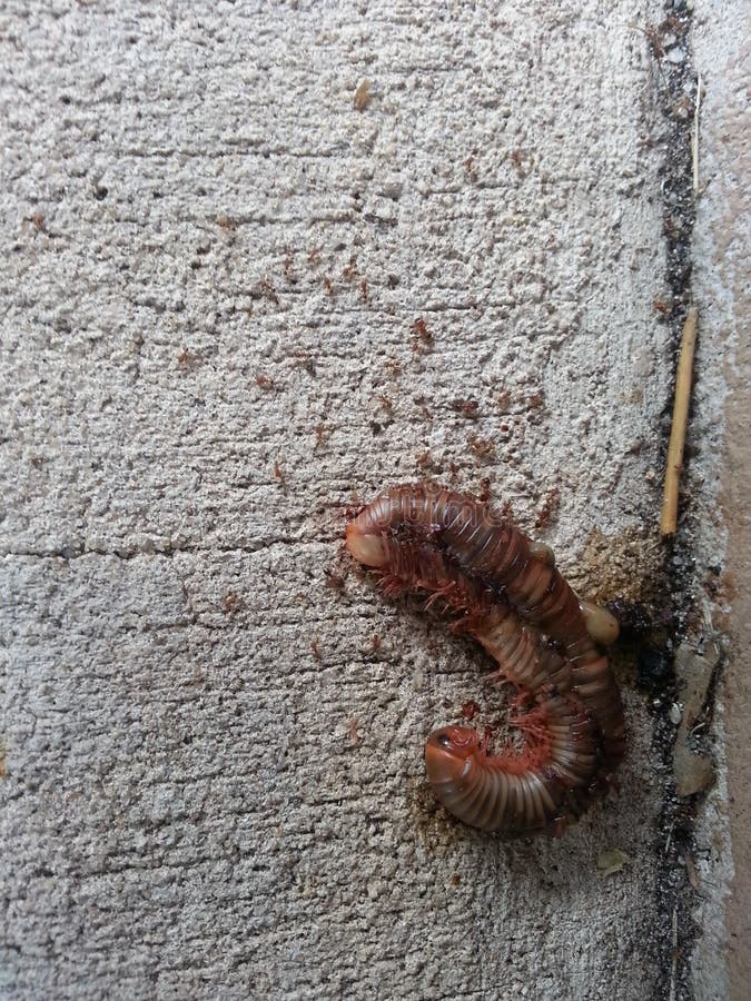 Florida wildlife stock photo. Image of florida, insect - 77456088