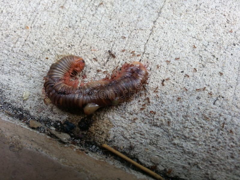 Florida wildlife stock image. Image of florida, invertebrate - 77456091