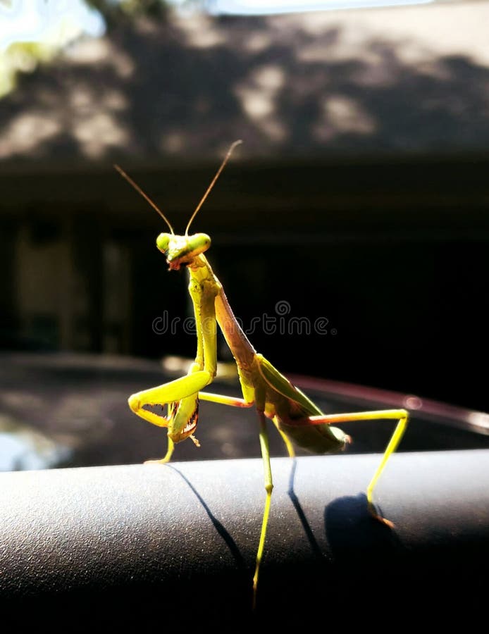 Florida Wildlife Praying Mantis Macro Bug Stock Photo - Image of ...