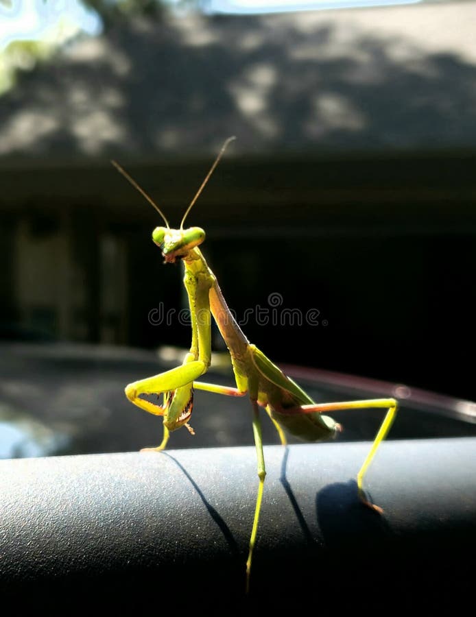 Florida Willife Orando Mantis Macro Bug Foto de Stock - Imagem de macro ...