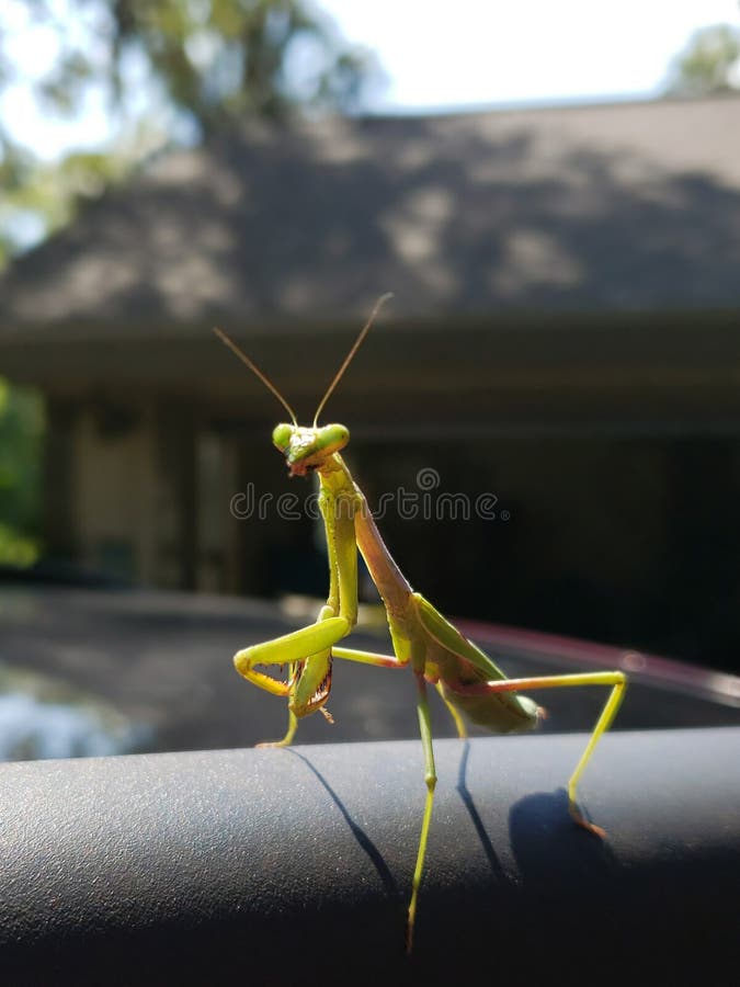 Florida Willife Orando Mantis Macro Bug Foto de Stock - Imagem de erro ...