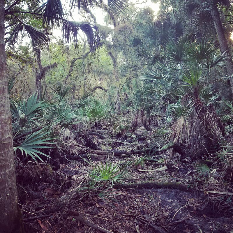 Florida woods stock photo. Image of afternoon, woods - 85366398