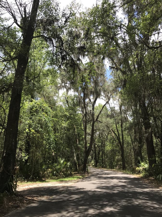4,516 Florida Woods Stock Photos - Free & Royalty-Free Stock Photos ...